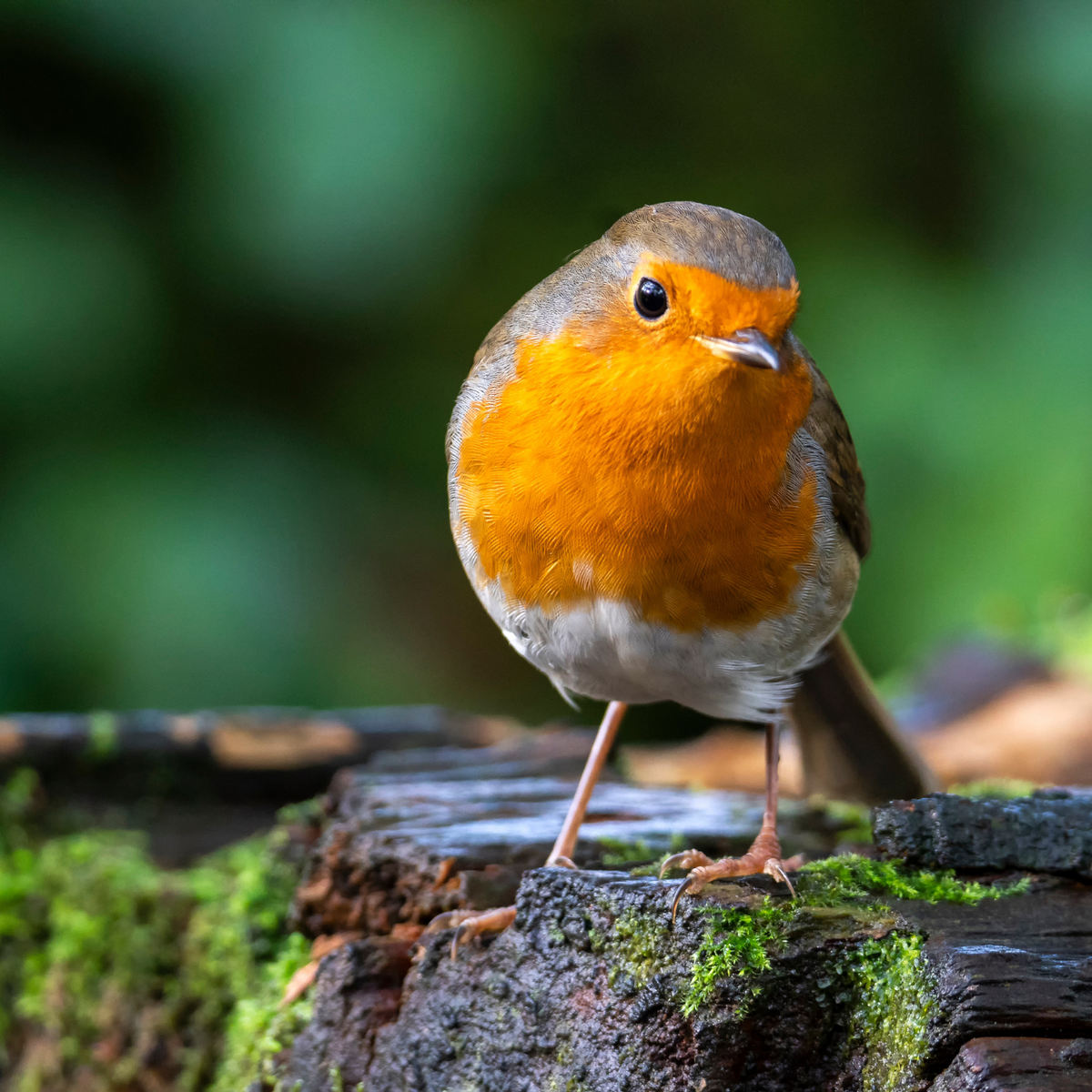 Garden Bird Food – Baber Animal Feeds